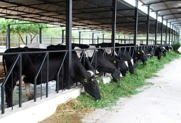 Nutritional value of fodder crop production