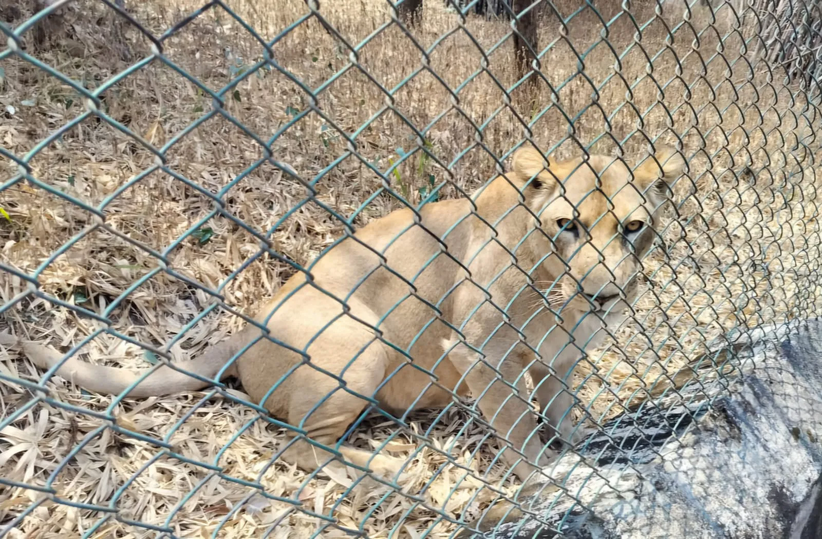 Bhringa lioness open to tourists