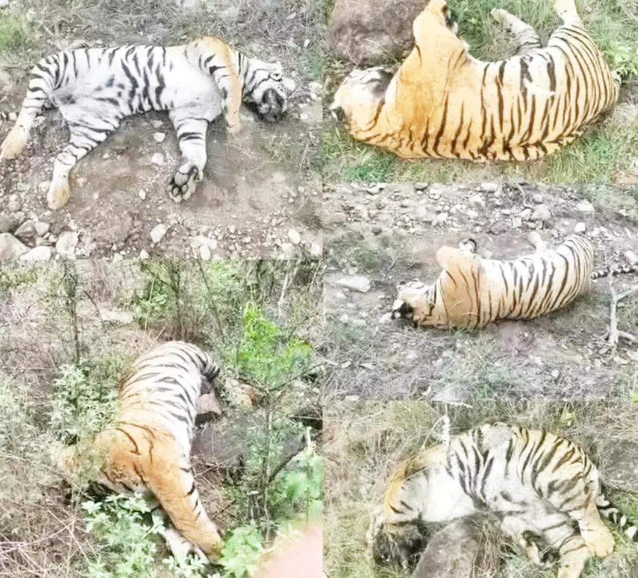 Five tigers killed by poisoning