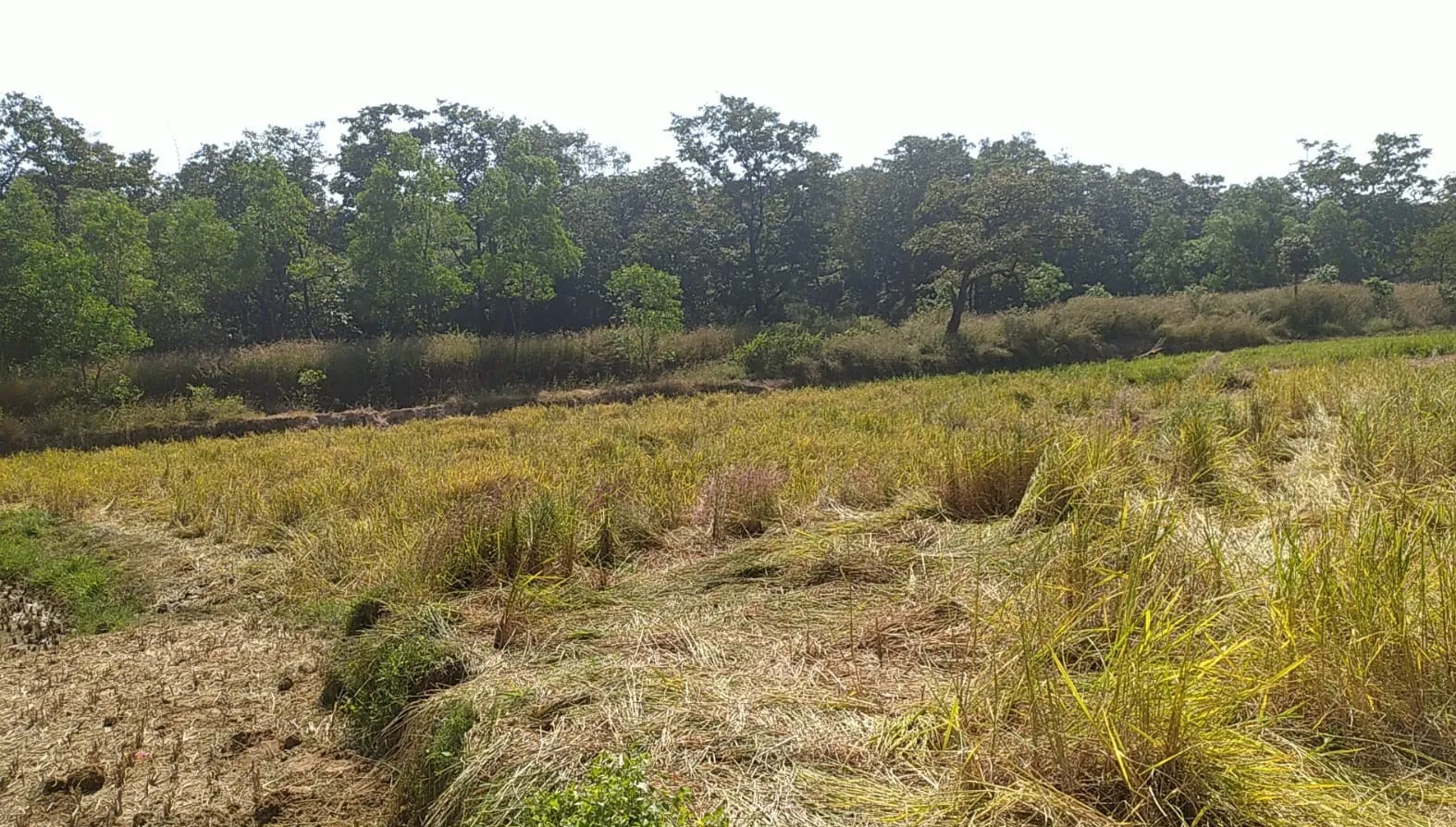 Elephants cause massive damage to rice crops in Kamataga