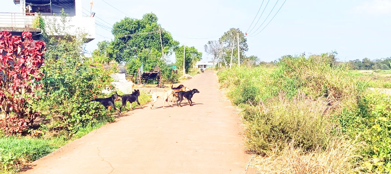 The terror of stray dogs in Kadoli